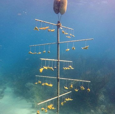 How Scuba Divers Are Helping Rebuild Puerto Rico's Coral Reefs - Blog