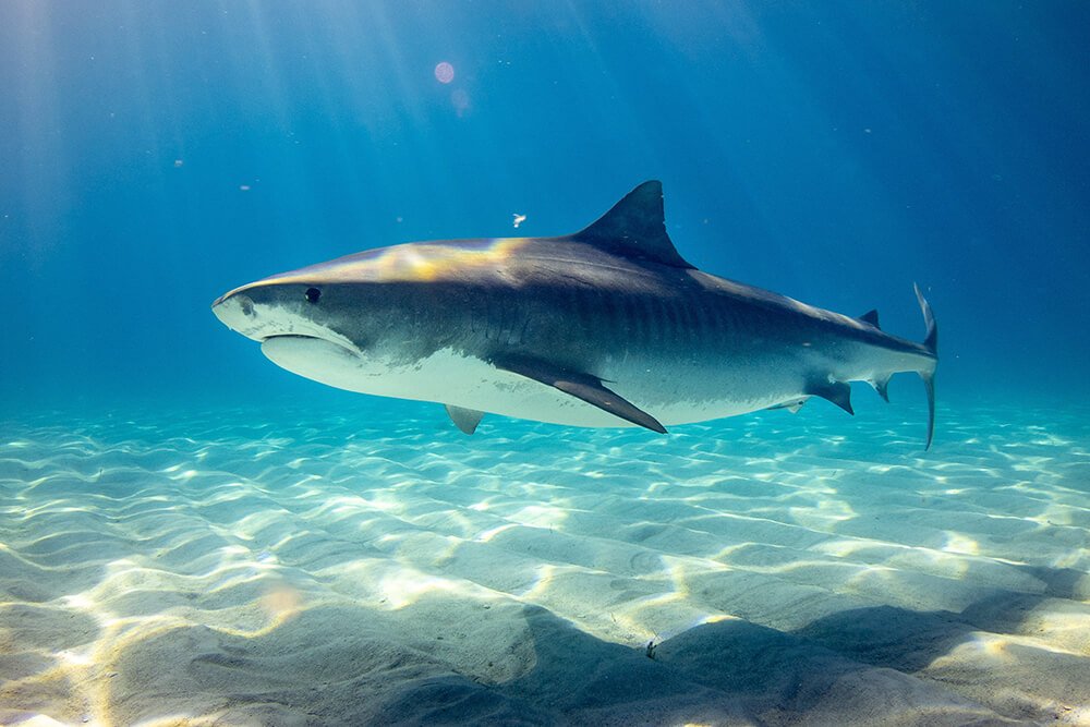 Top 10 Myths About Sharks Every Diver Should Know - Blog